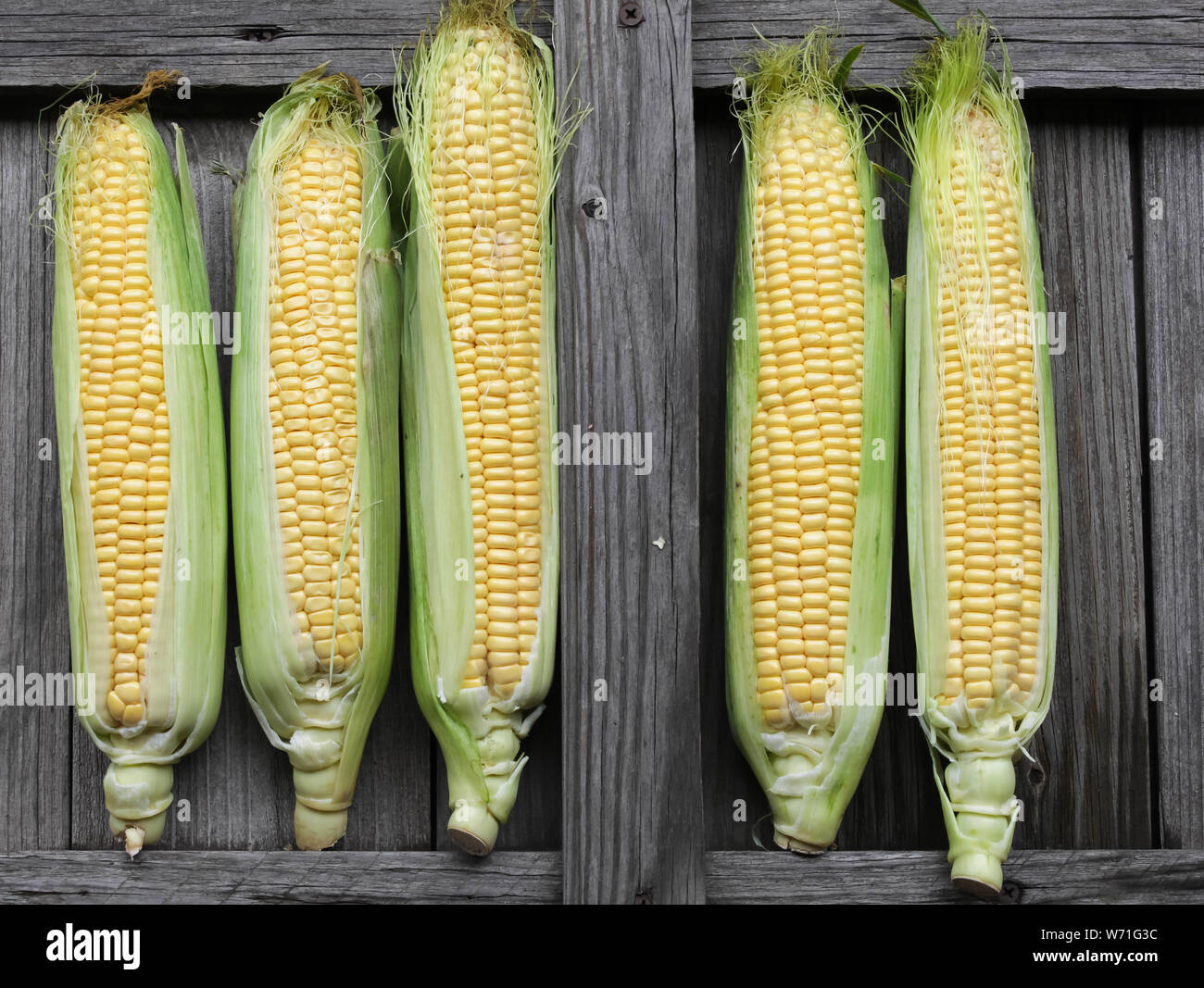 Sweet corn organic, fresh corn collected in wooden boxes .Maize harvest ...