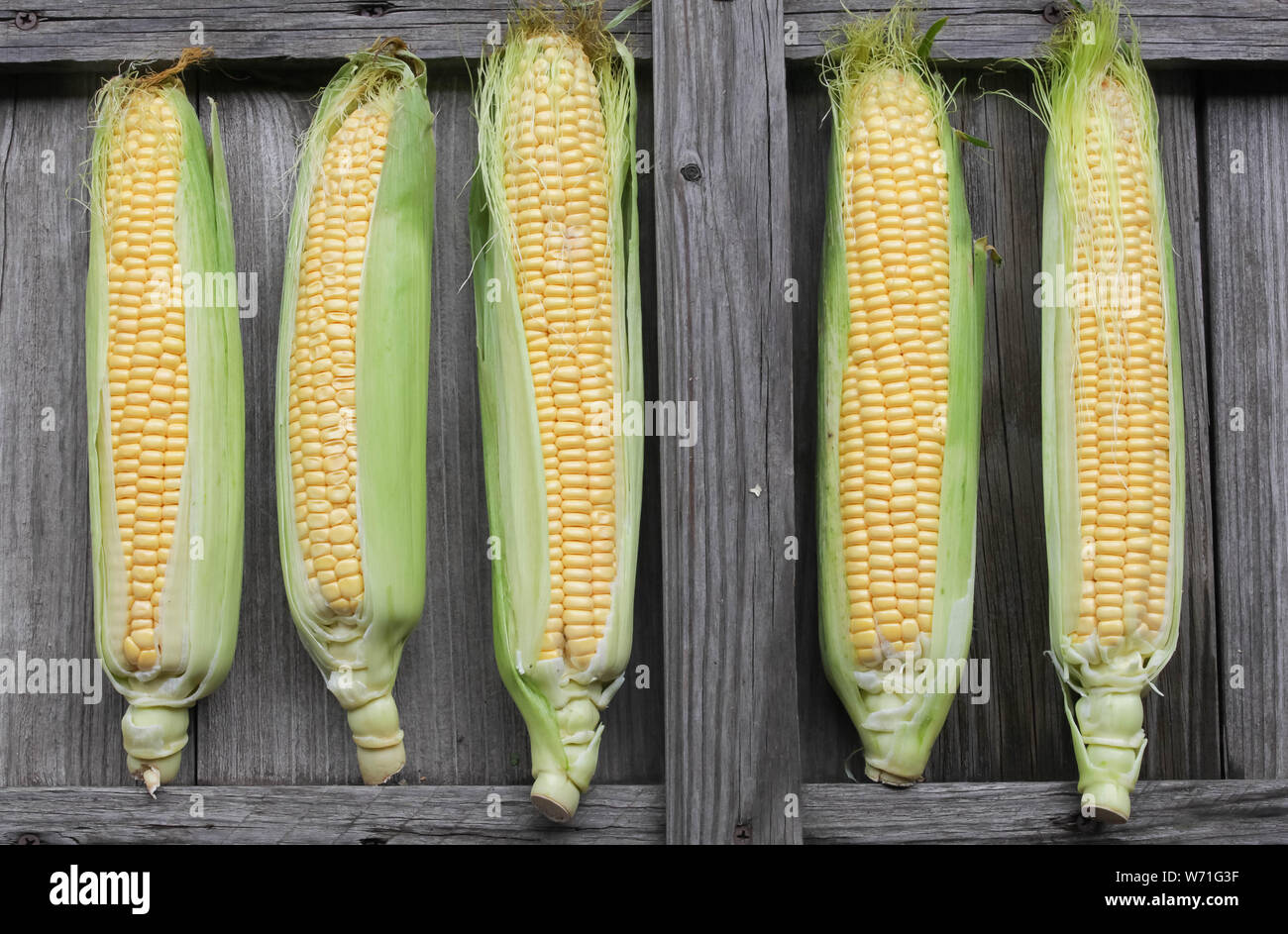 Sweet corn organic, fresh corn collected in wooden boxes .Maize harvest ...