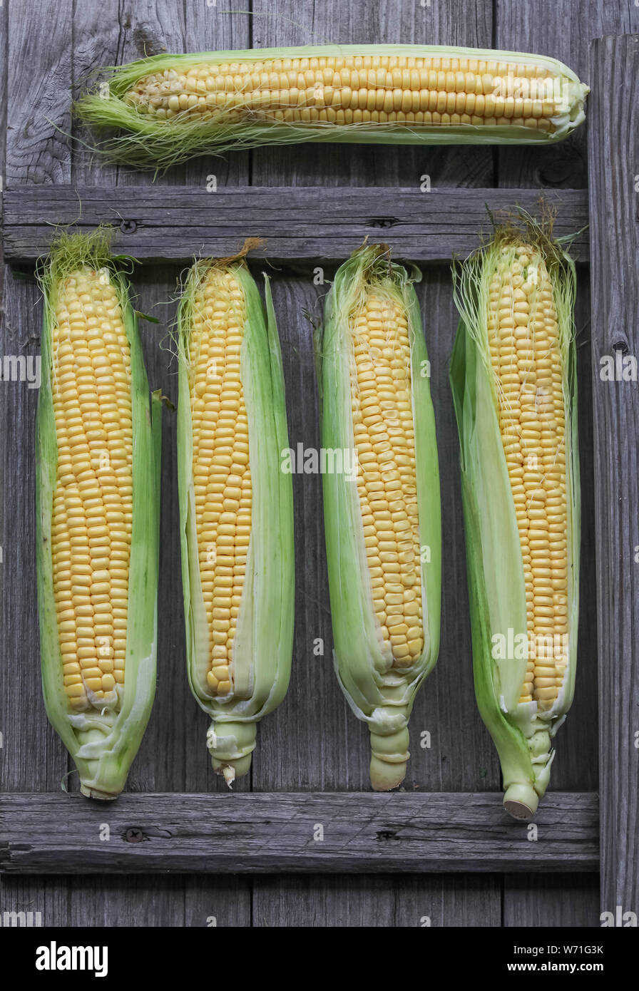 Sweet corn organic, fresh corn collected in wooden boxes .Maize harvest ...