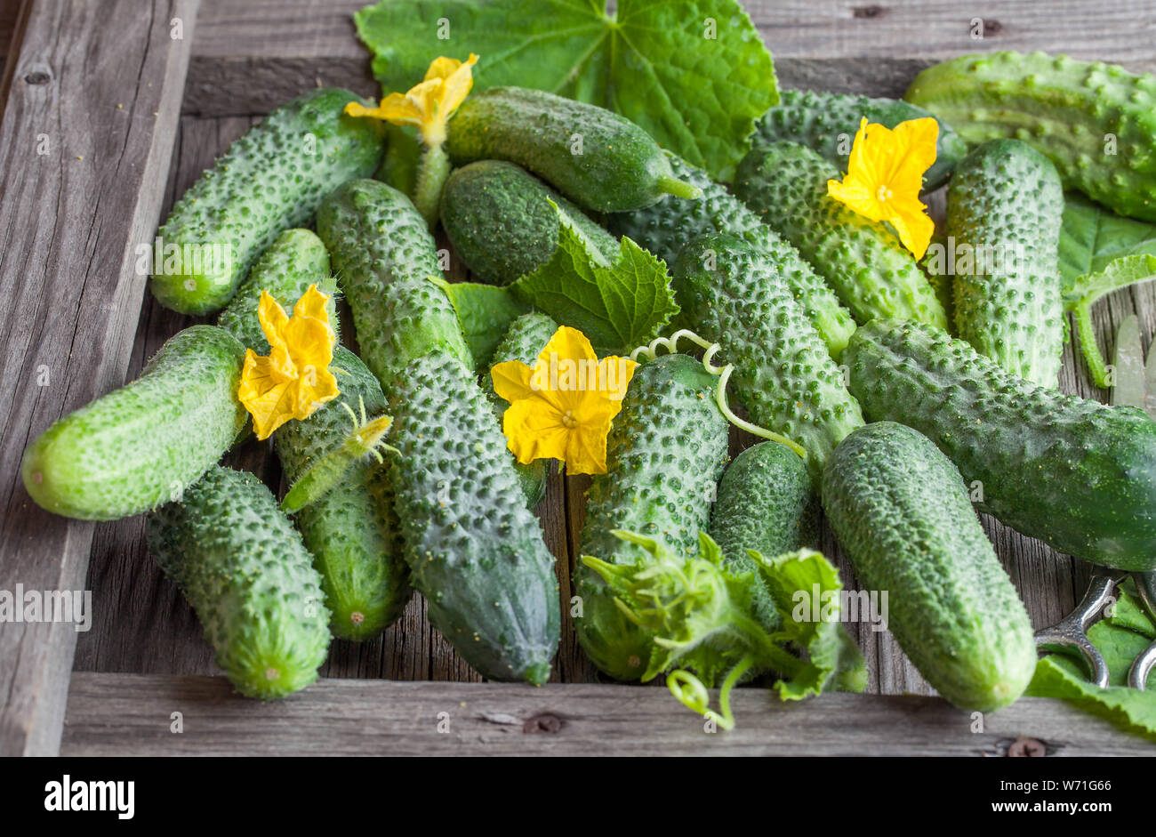 Cucumber background Cucumber harvest. many cucumbers. cucumbers from ...