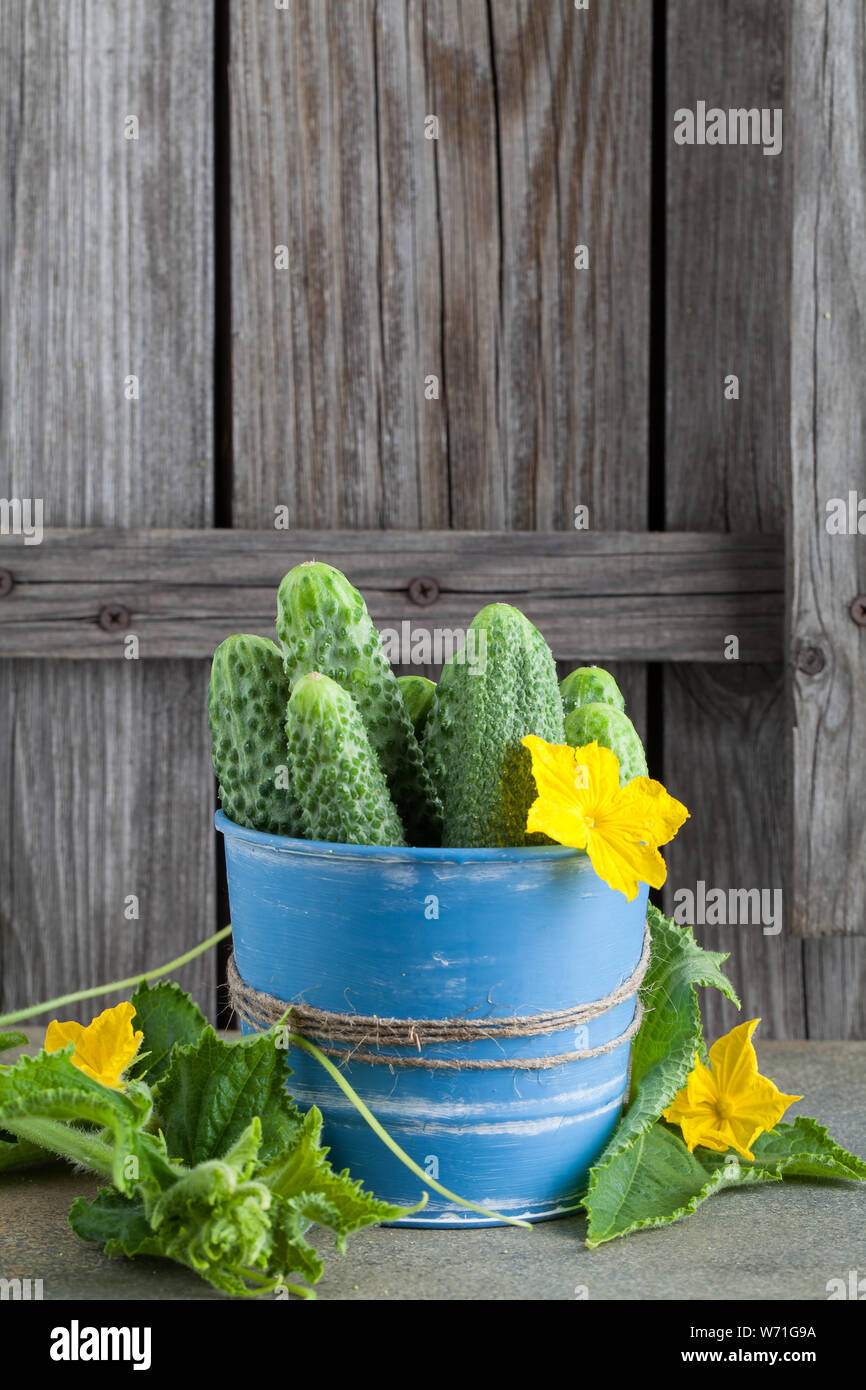 Bucket of cucumbers hi-res stock photography and images - Alamy