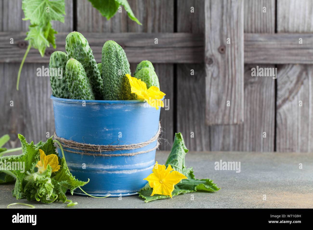 Bucket of cucumbers hi-res stock photography and images - Alamy