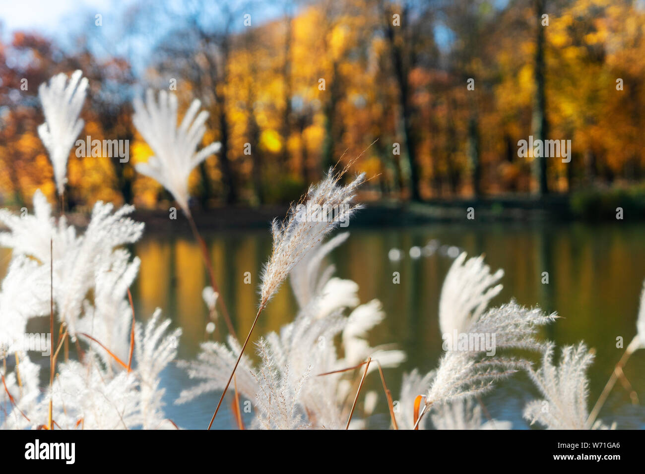 Vibrant fall foliage Stock Photo - Alamy
