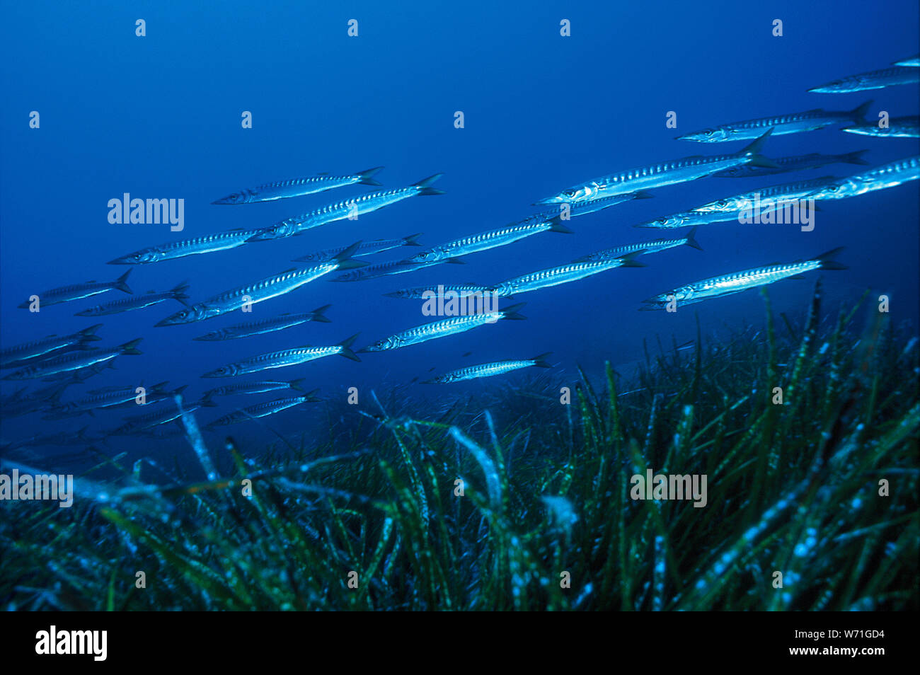 Villasimius pesci hi-res stock photography and images - Alamy