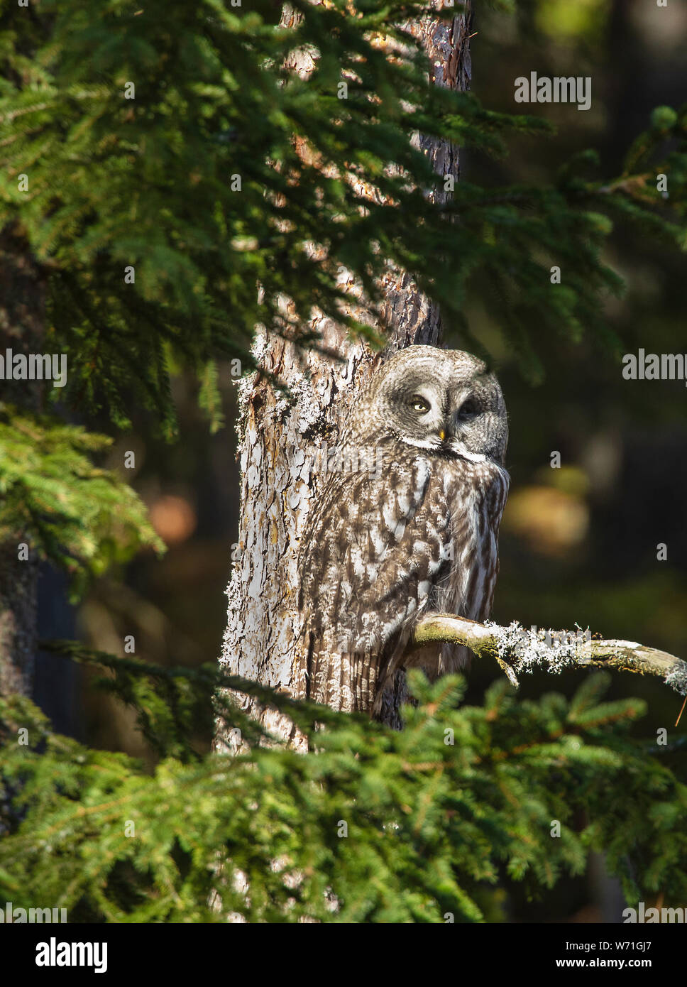 Great Gray Owl (Strix Nebulosa), sitting on a branch in the forest. The ...