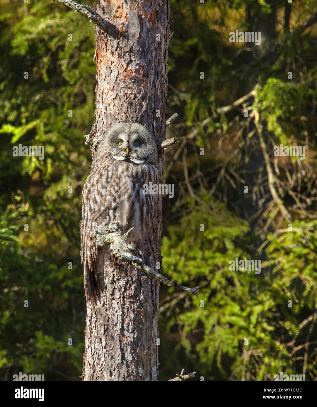 Great Gray Owl (Strix Nebulosa), sitting on a branch in the forest. The ...