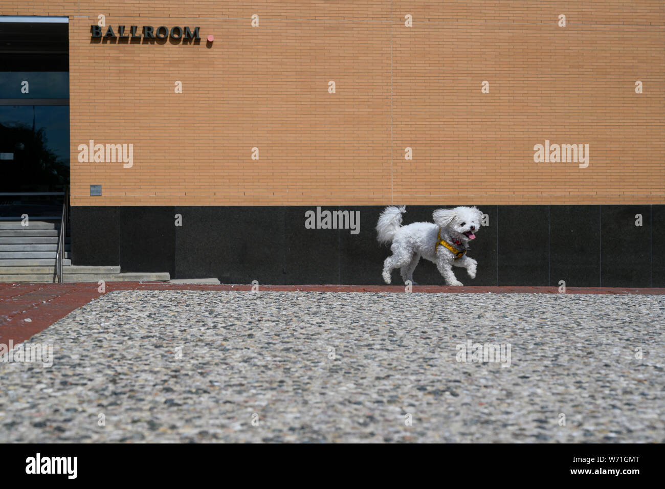 A dog "dancing" in front of the Grand Rapids Michigan Ballroom Stock ...