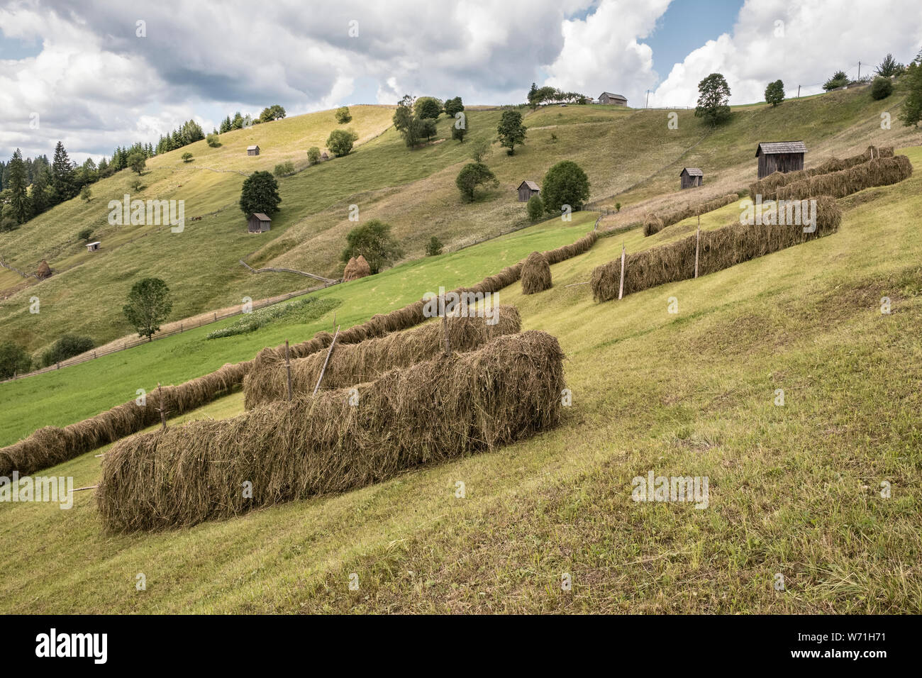 Bucovina hay hi-res stock photography and images - Alamy