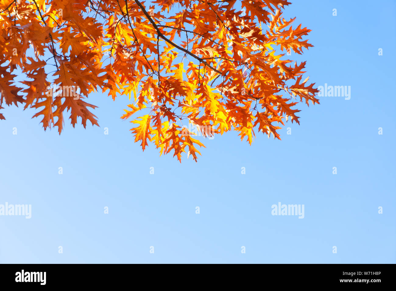fall maple leaves Stock Photo - Alamy