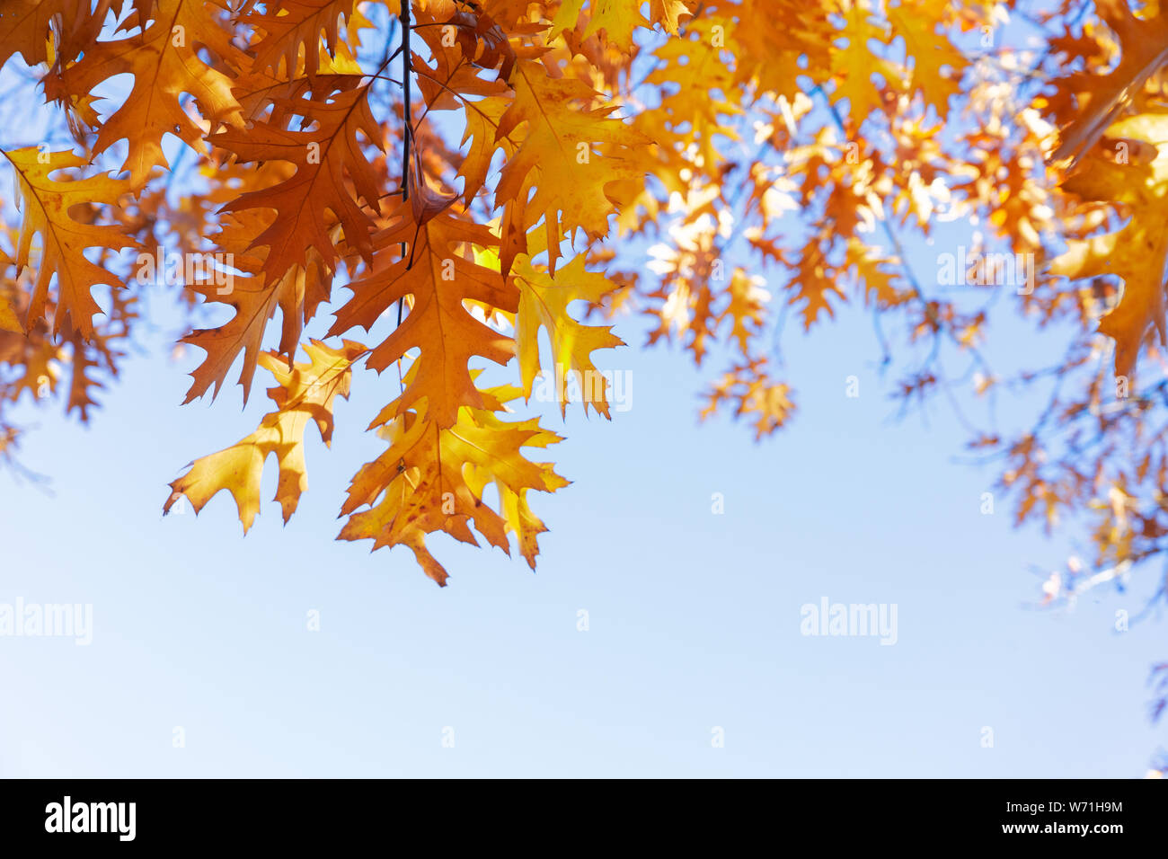 fall maple leaves Stock Photo - Alamy