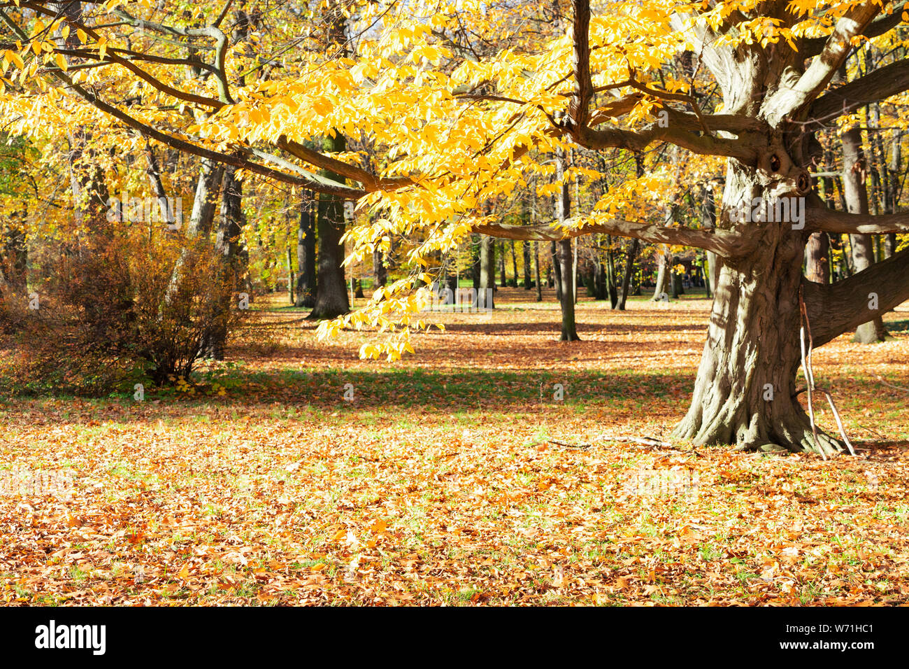 Vibrant fall foliage Stock Photo - Alamy