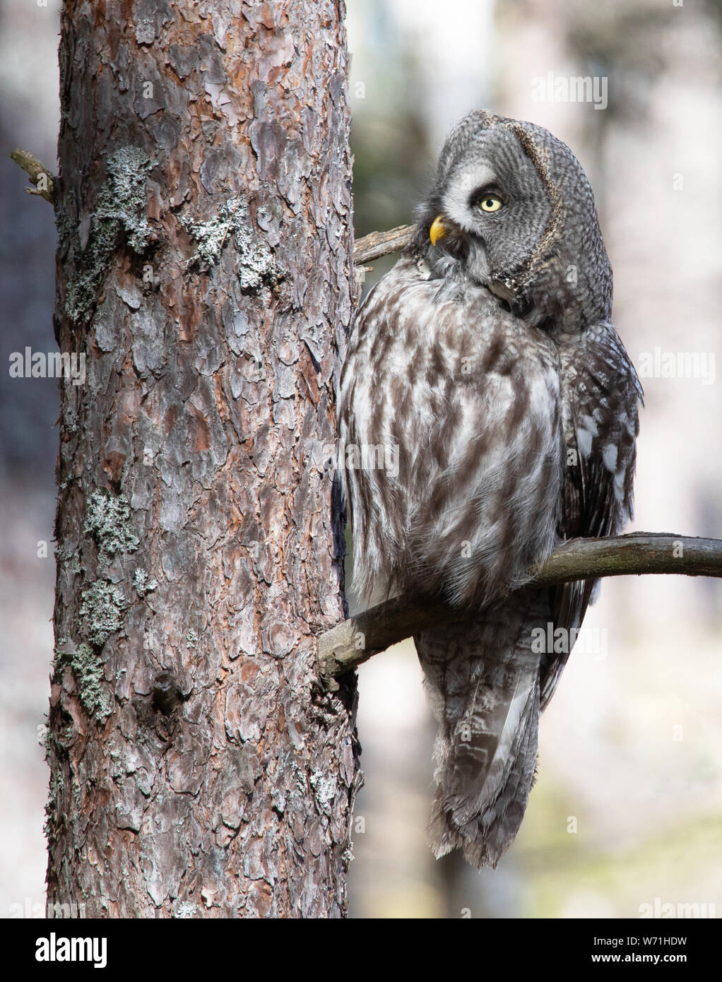 Great Gray Owl (Strix Nebulosa), sitting on a branch in the forest. The ...