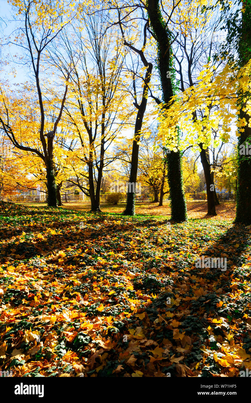 Vibrant fall foliage Stock Photo - Alamy
