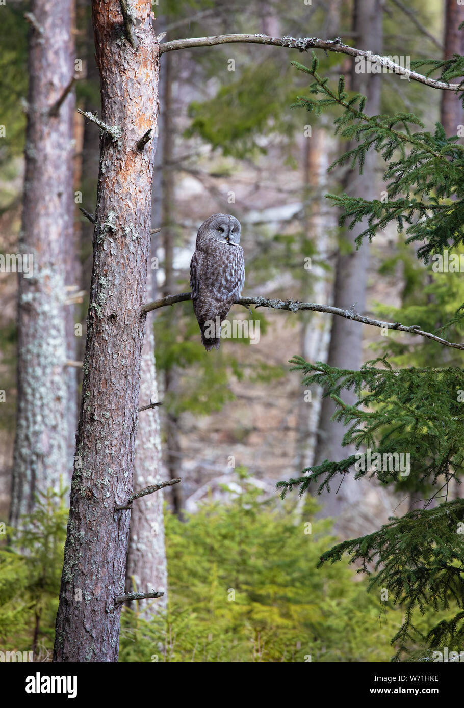 Great Gray Owl (Strix Nebulosa), sitting on a branch in the forest. The ...
