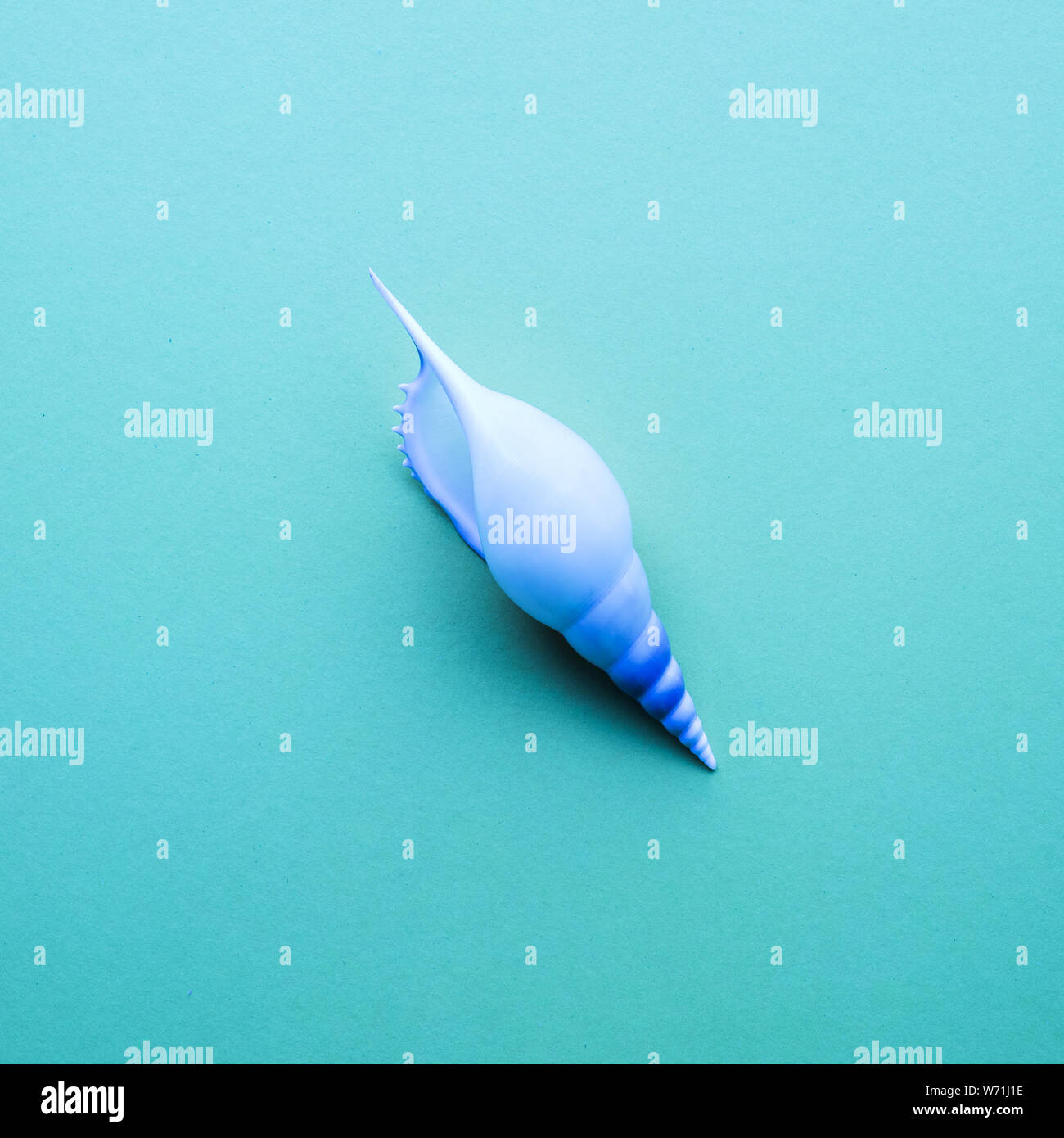 Seashell on pastel color background.Flat lay design Stock Photo - Alamy