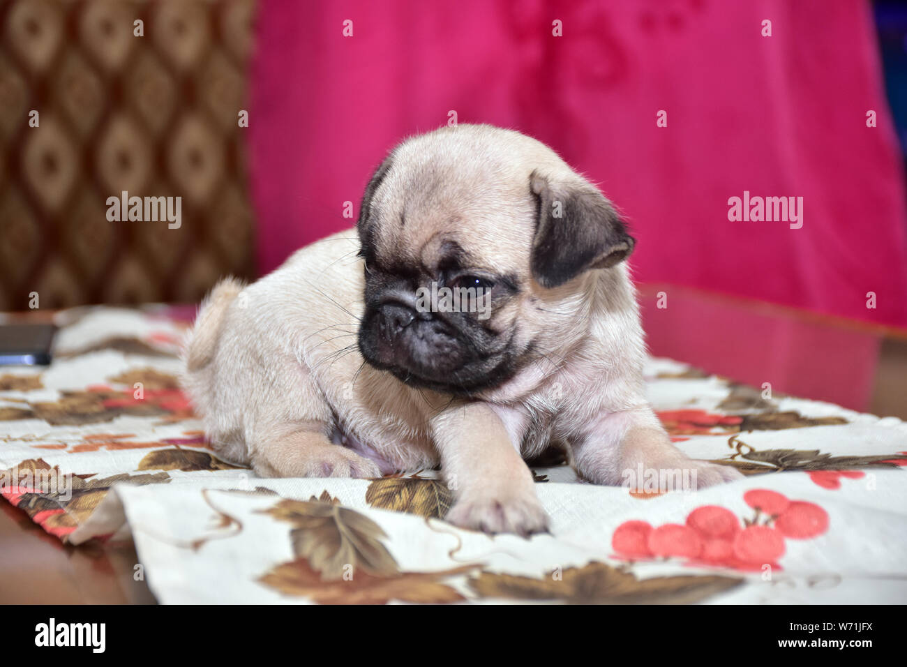 a sweet dog pug Stock Photo - Alamy