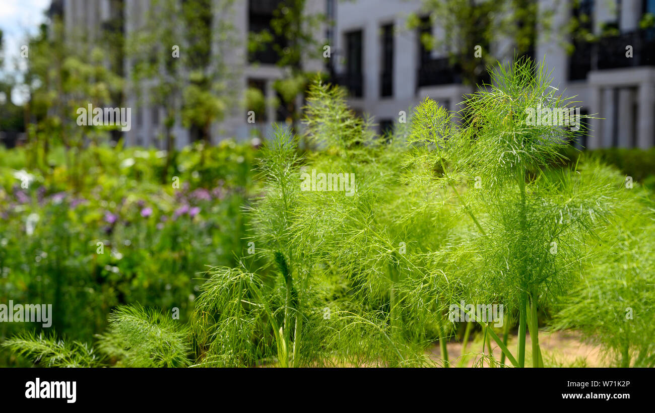 Chelsea Barracks landscape, London Stock Photo - Alamy