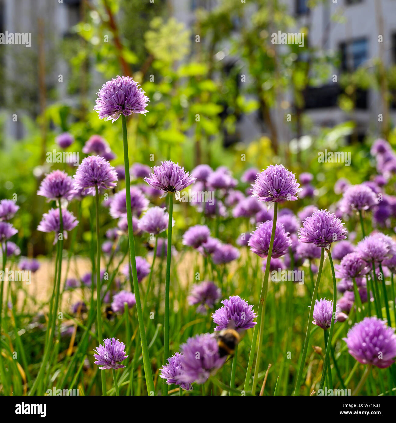 Chelsea Barracks landscape, London Stock Photo - Alamy