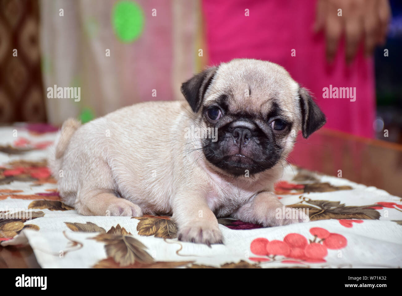Dog memes hi-res stock photography and images - Alamy