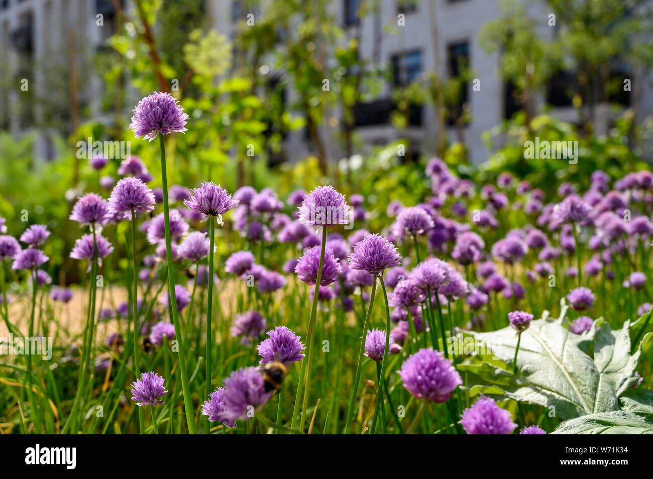 Chelsea Barracks landscape, London Stock Photo - Alamy