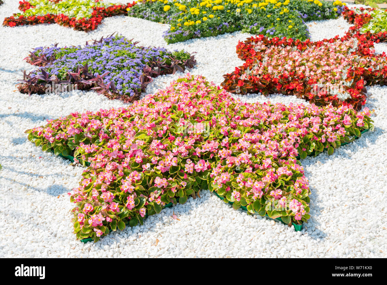 Starry pink and white flowers hi-res stock photography and images - Alamy