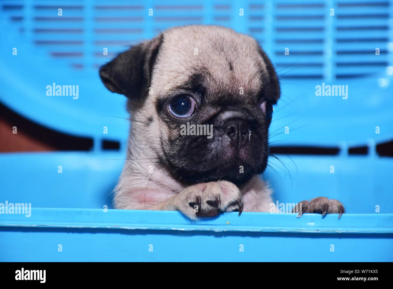 Dog in different poses hi-res stock photography and images - Alamy