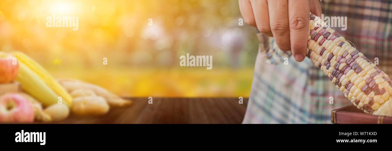 Fall harvest cornucopia. Farmer with fresh corns on hands Stock Photo ...