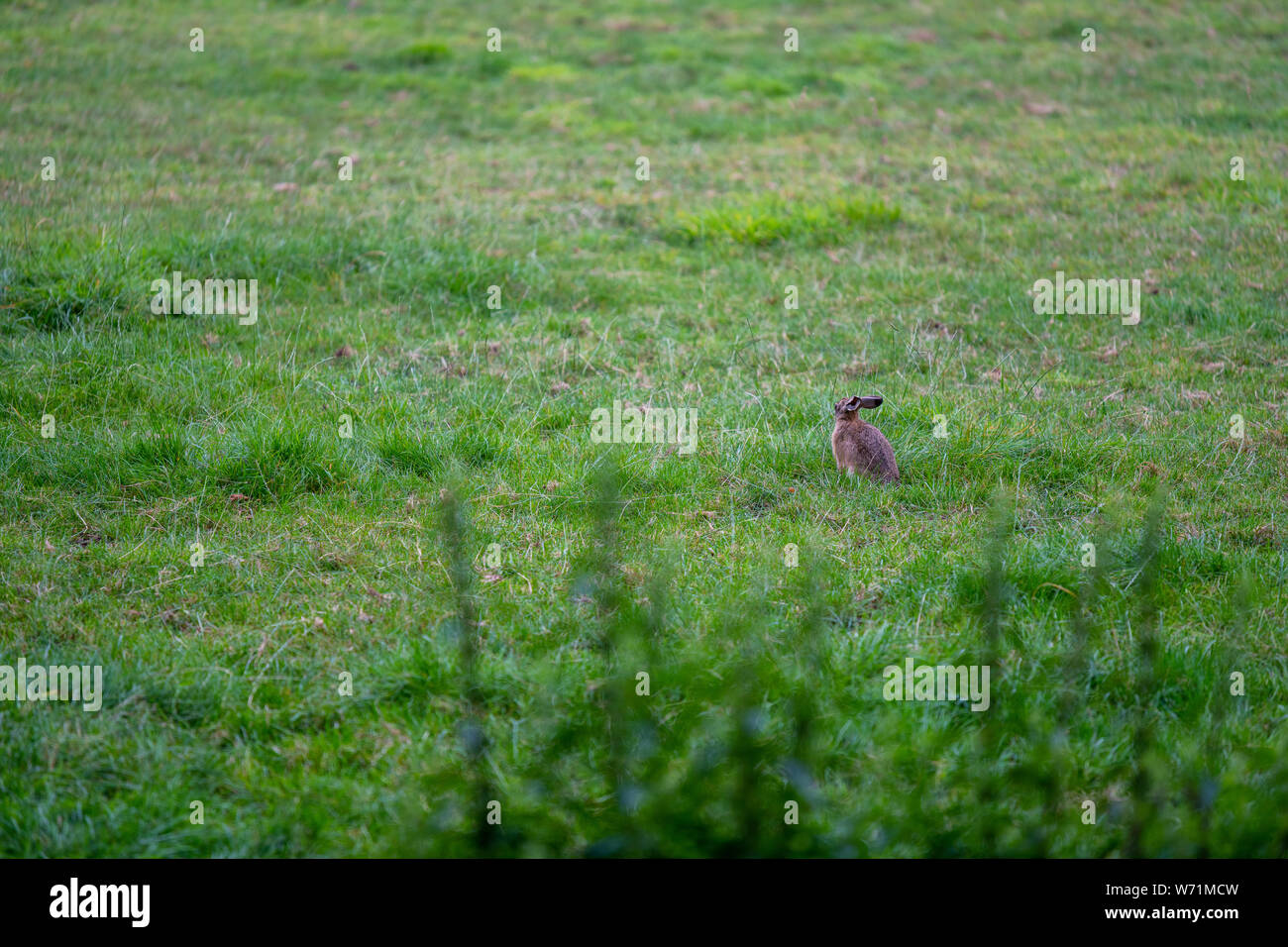 Light brown bunny on grass hi-res stock photography and images - Alamy