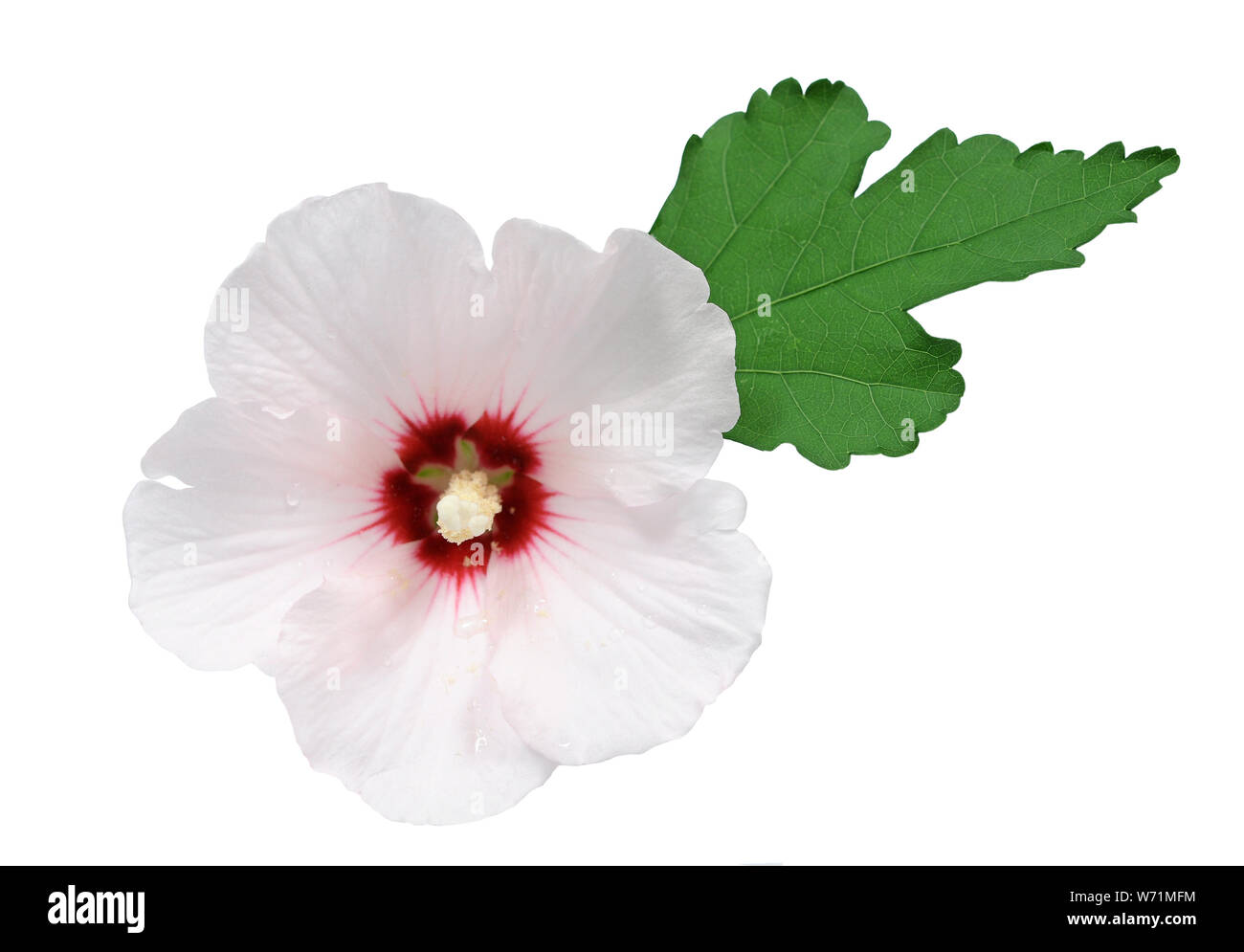 Light Pink Hibiscus Flower On White High Resolution Stock Photography ...