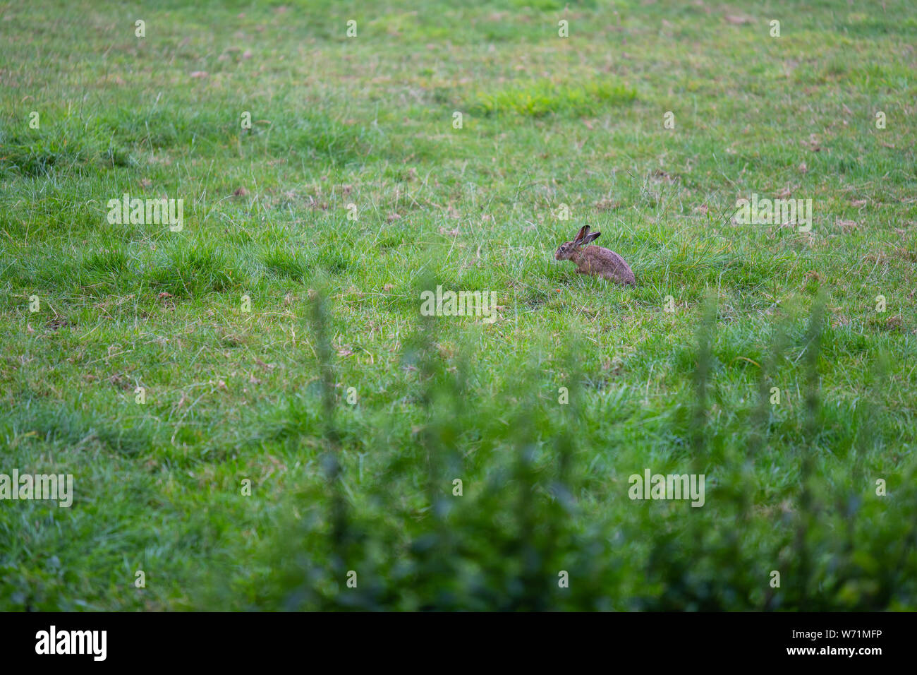 Light brown bunny on grass hi-res stock photography and images - Alamy