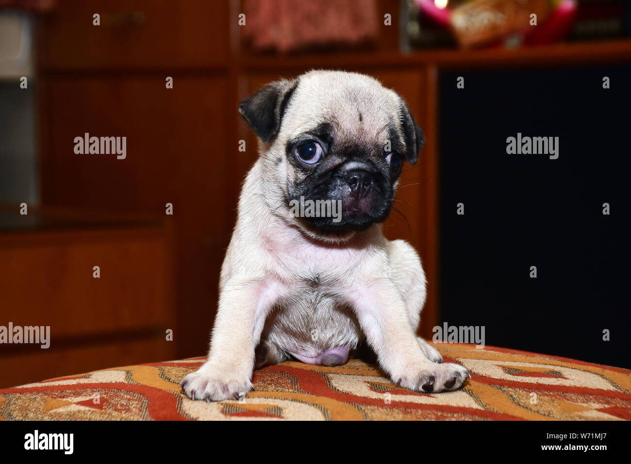 a sweet dog pug Stock Photo - Alamy
