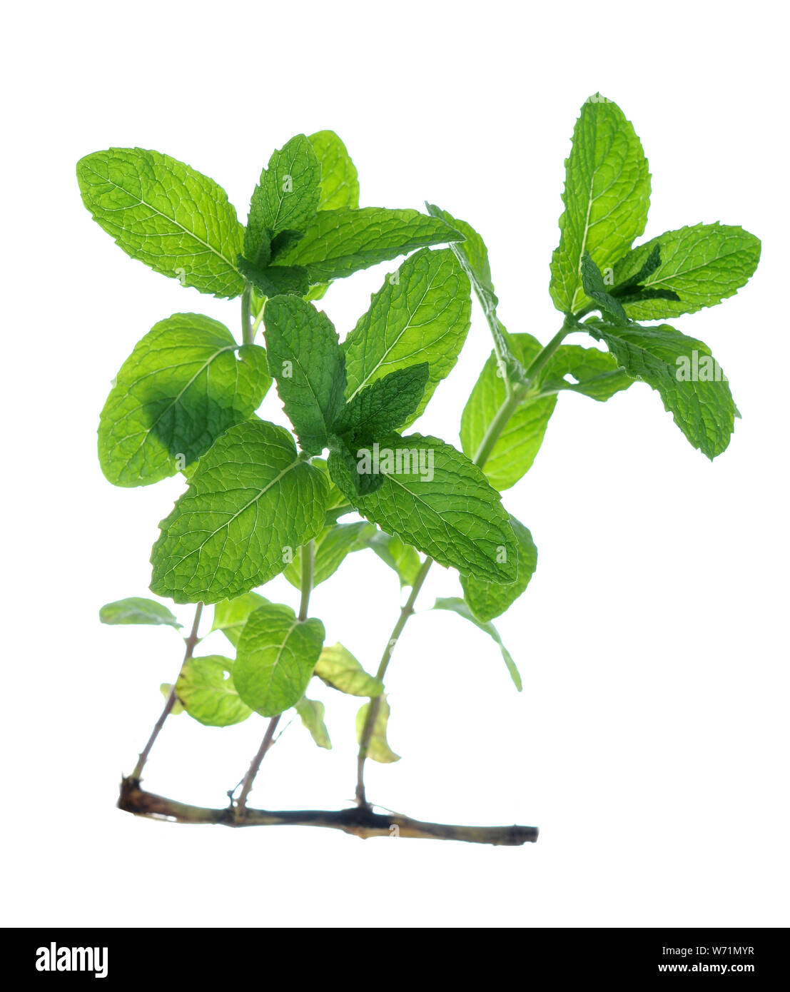 mint tree on isolated white background Stock Photo - Alamy