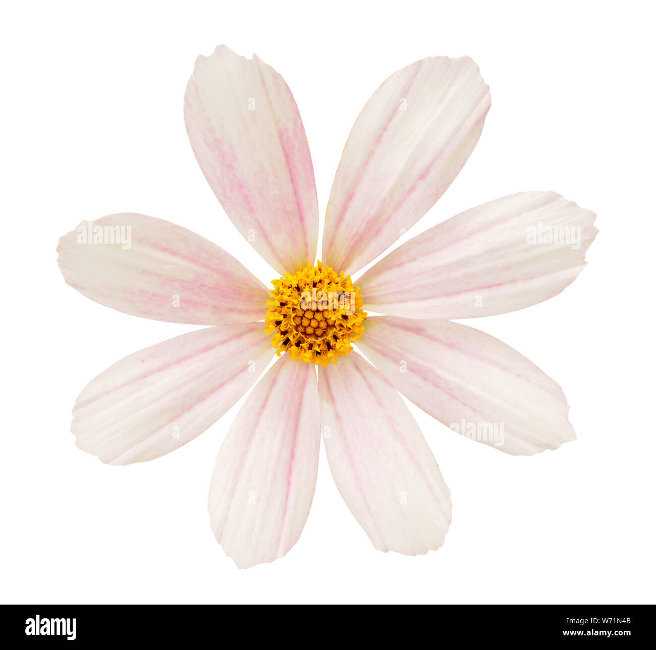 Beautiful light pink Cosmos Flower isolated on white Stock Photo - Alamy