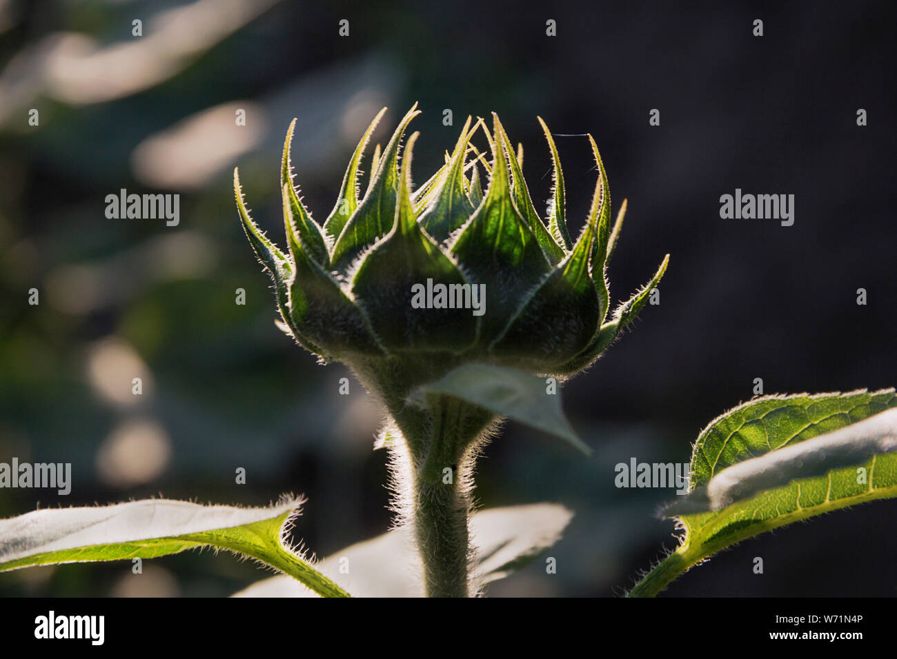 Sunflower in the evening sunlight in summer, close-up Stock Photo - Alamy