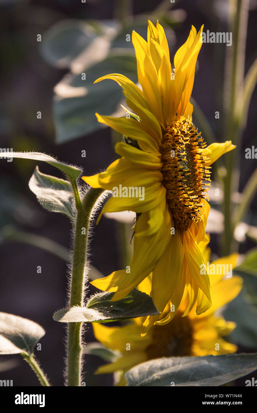 Sunflower in the evening sunlight in summer, close-up Stock Photo - Alamy
