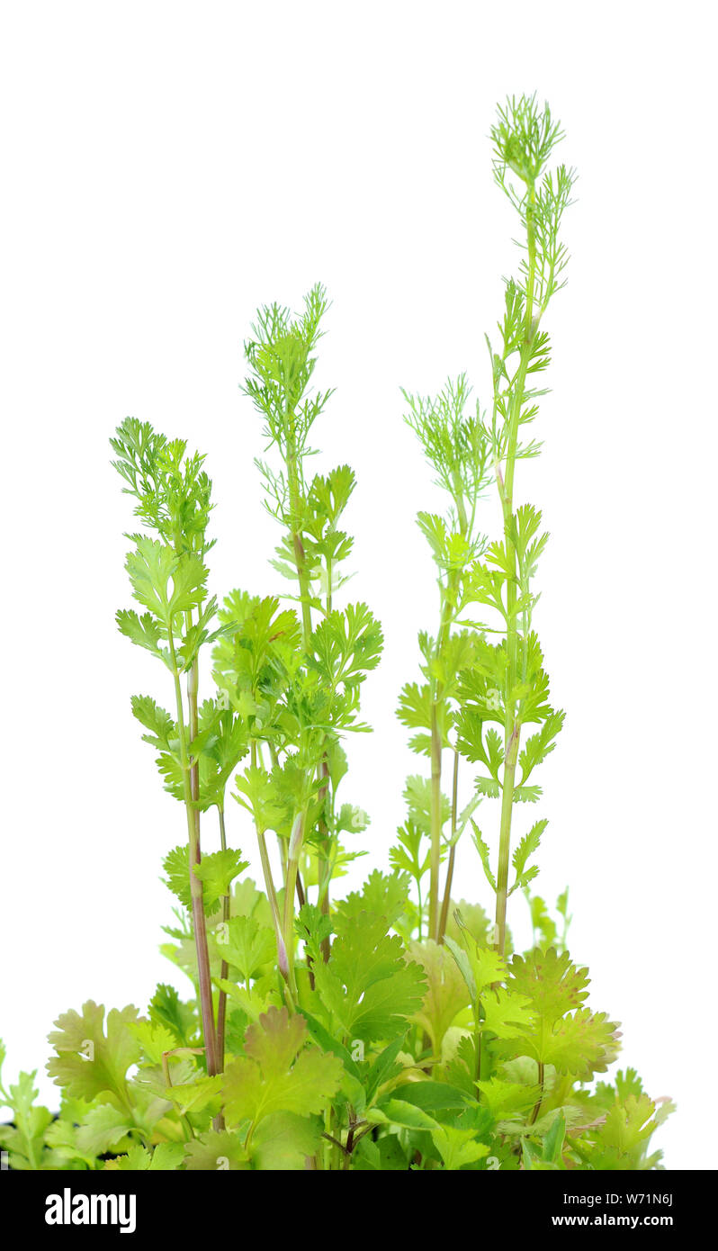 Coriander Tree