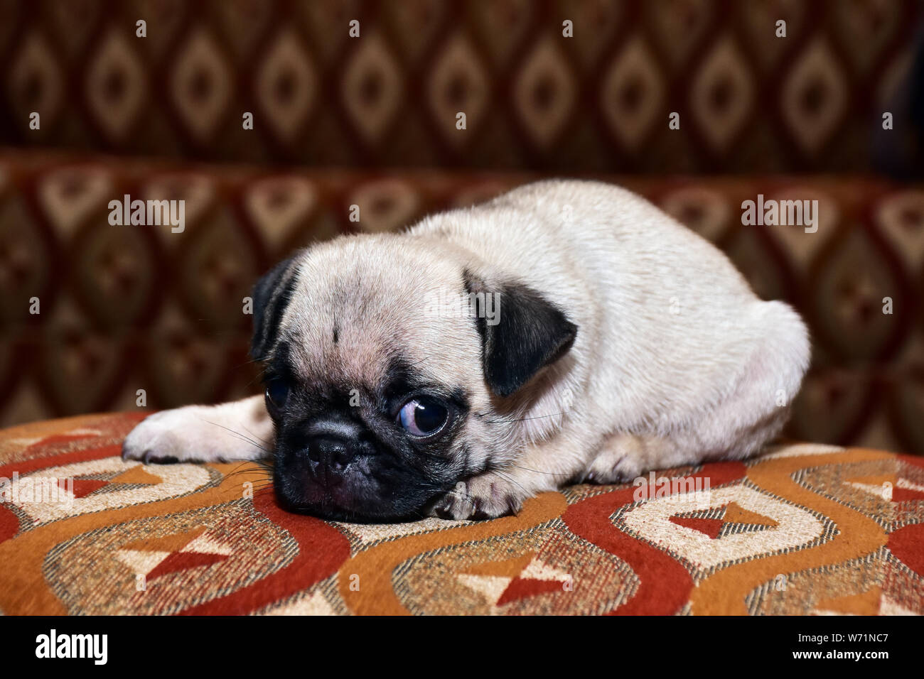 a sweet dog pug Stock Photo - Alamy