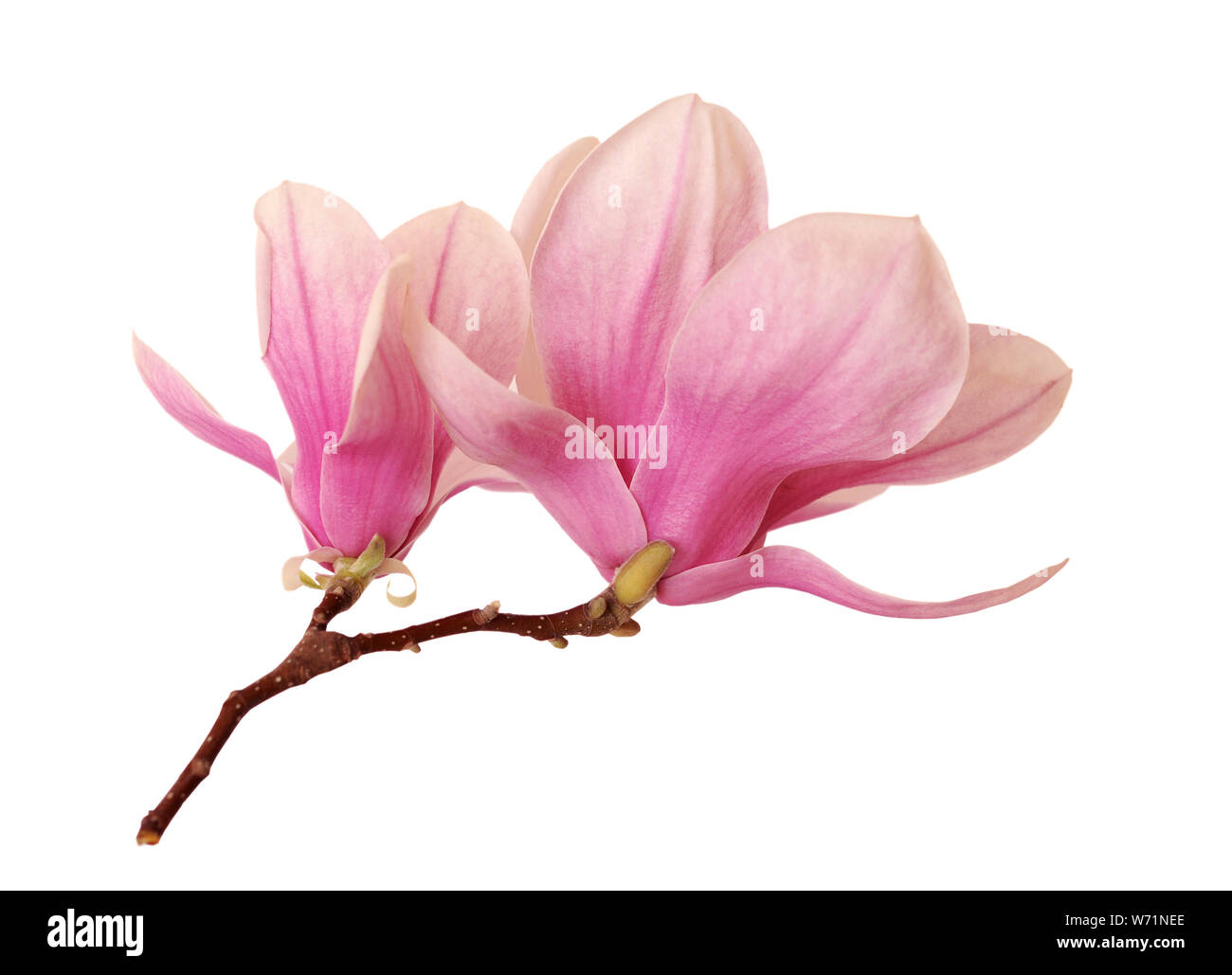Magnolia detail Cut Out Stock Images & Pictures - Alamy