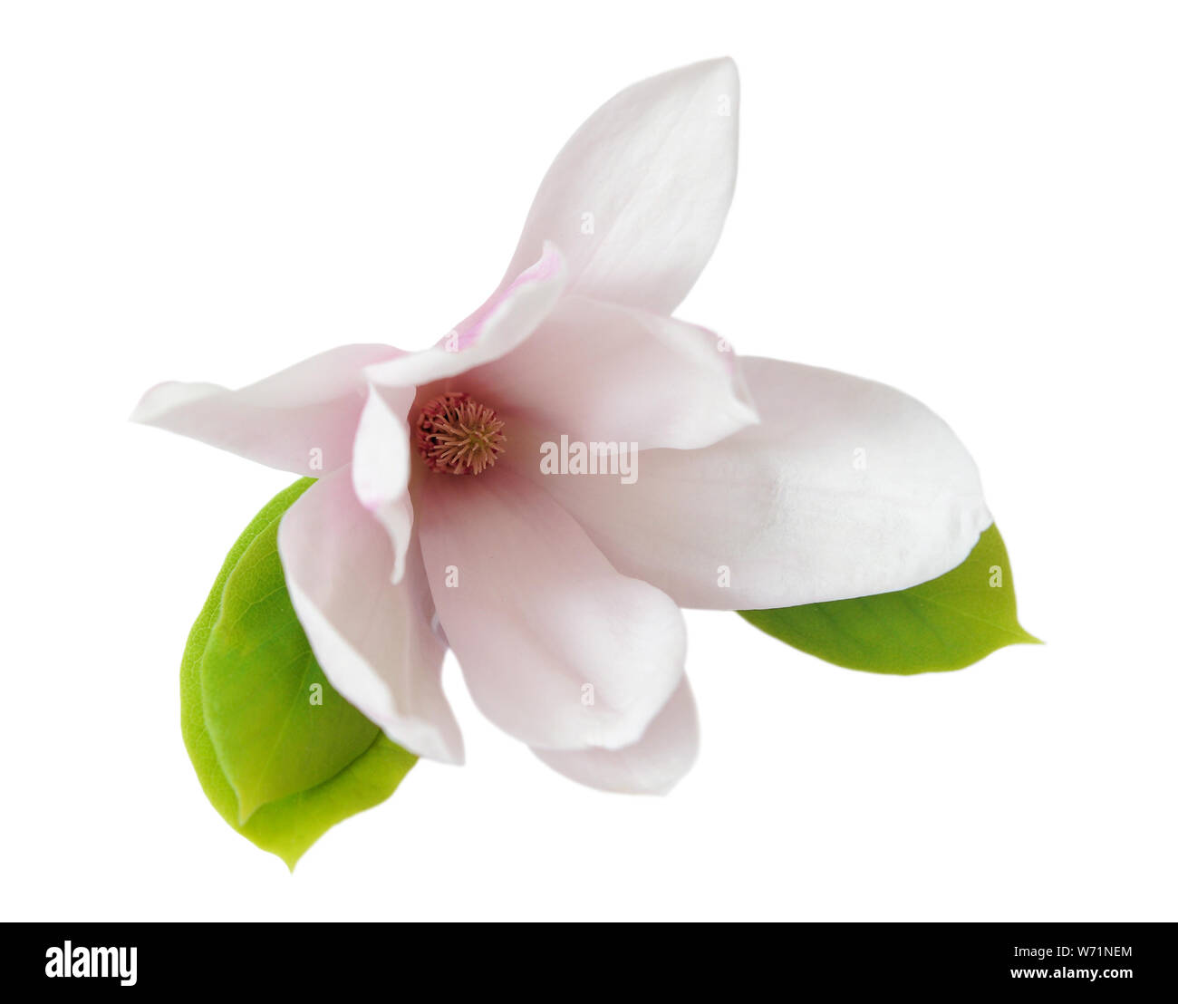 magnolia flower isolated on white Stock Photo - Alamy