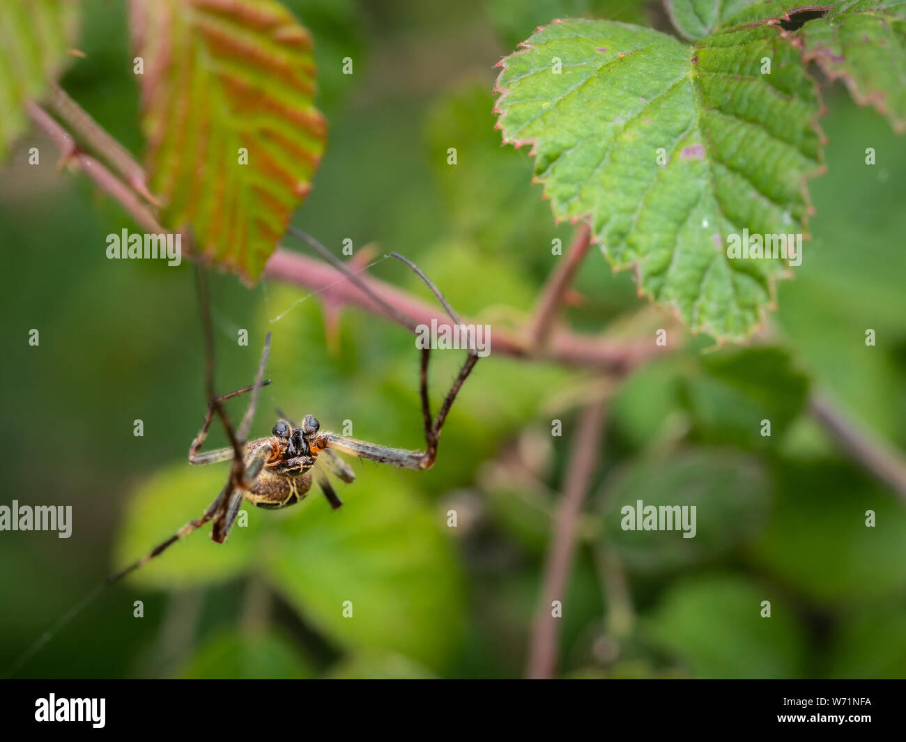 Spider in their natural environment Stock Photo - Alamy