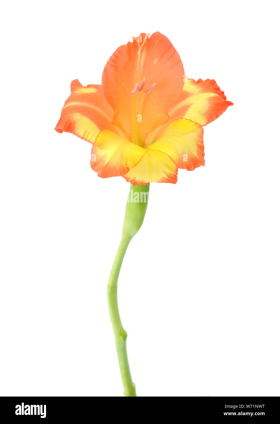 orange gladiolus isolated on white background Stock Photo - Alamy