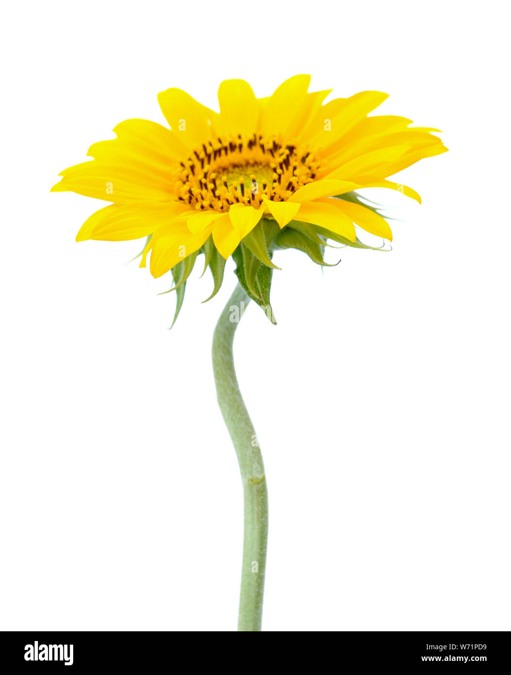 a branch of sunflower flower isolated on white Stock Photo - Alamy