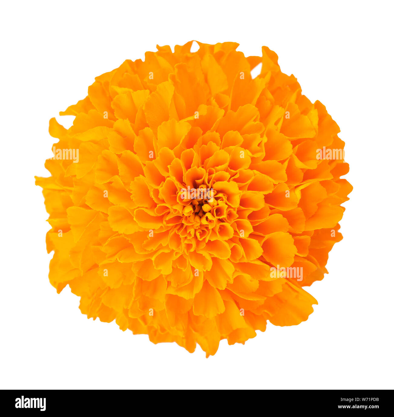 Orange African Marigold (Tagetes Erecta) flower isolated on white Stock ...