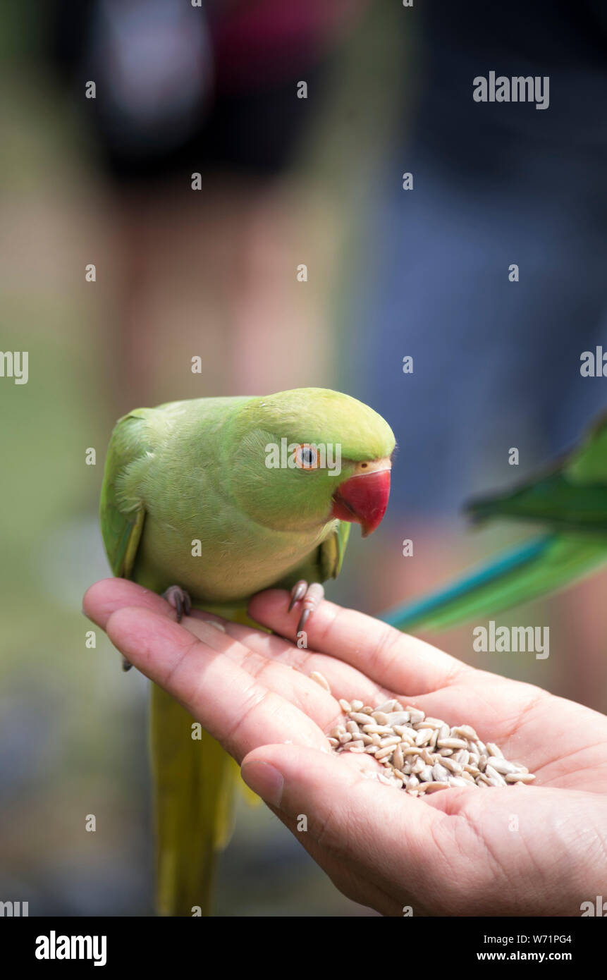 Non native parakeet feral in england hi-res stock photography and ...