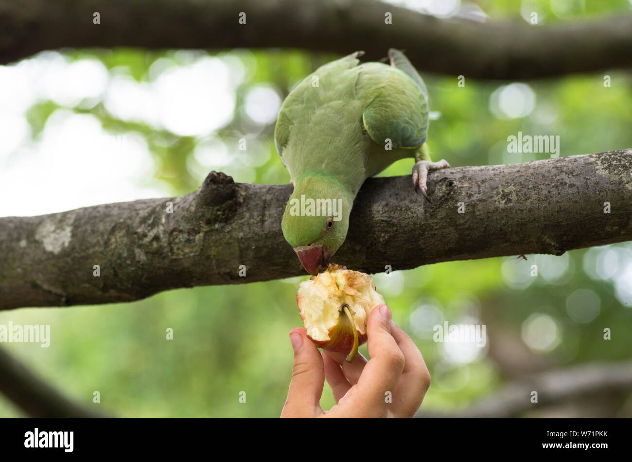 Hyde park parakeets hi-res stock photography and images - Alamy