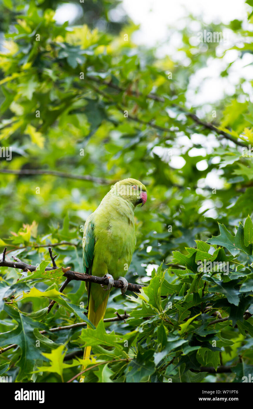 Hyde park parakeets hi-res stock photography and images - Alamy