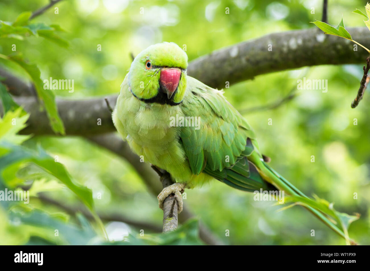 Parakeets roosting hi-res stock photography and images - Alamy