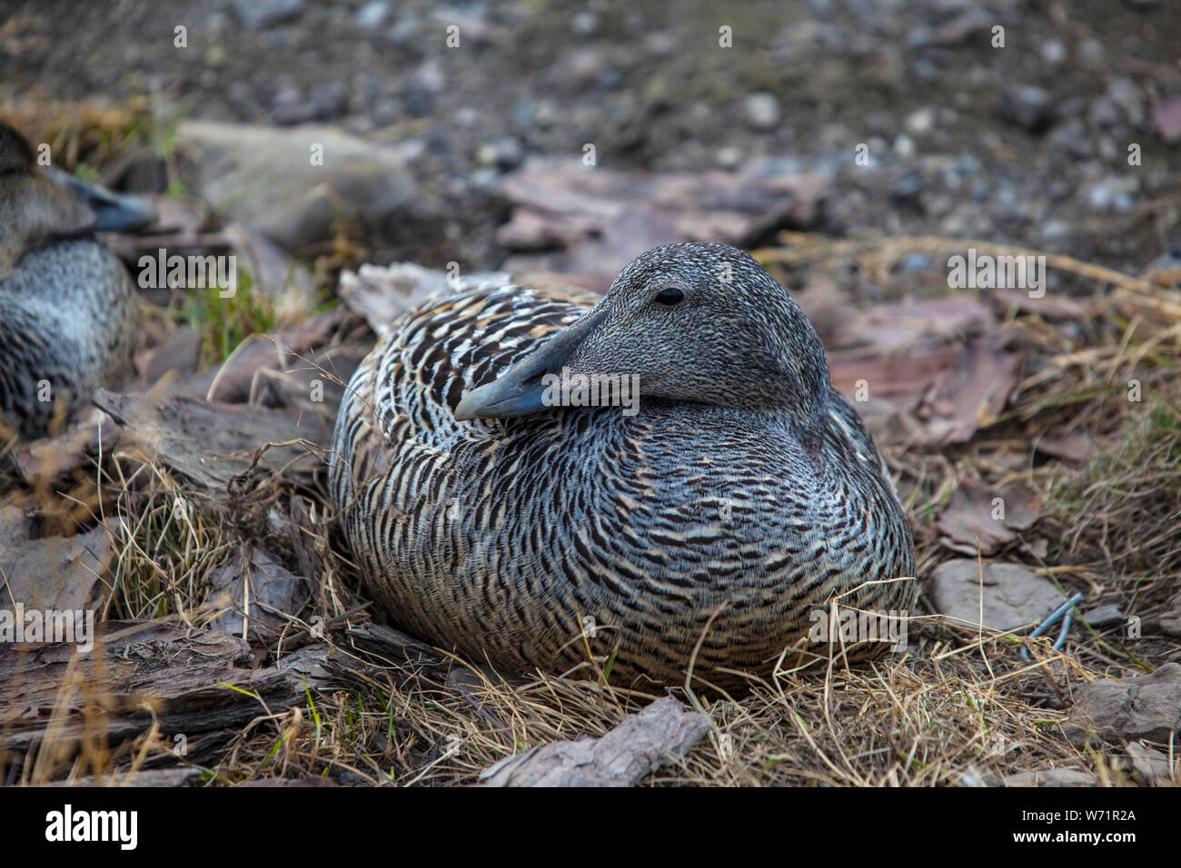 Eider nest hi-res stock photography and images - Alamy