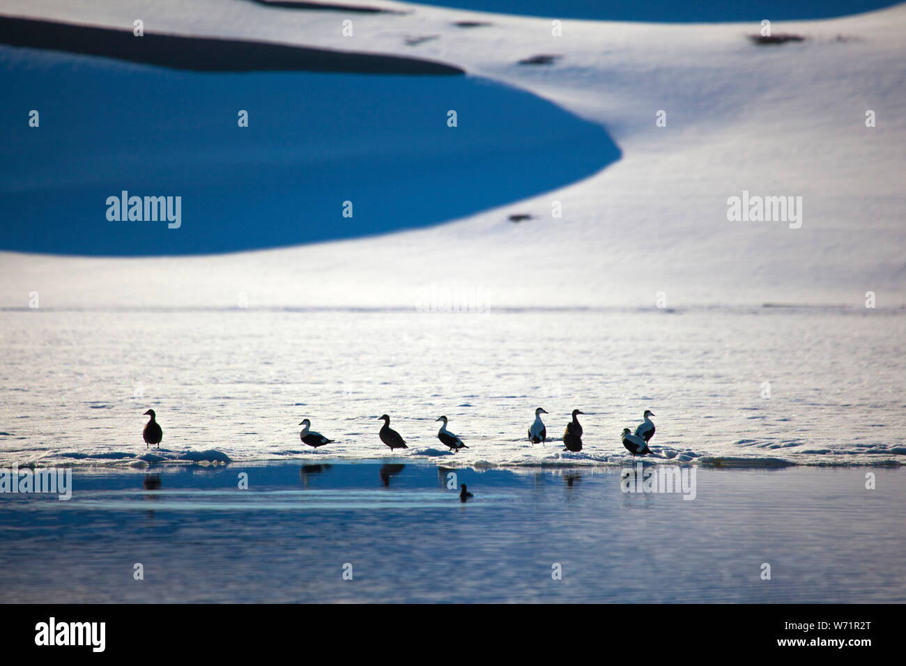 Common Eider ducks, near the trapping station at Musham]]]na ...