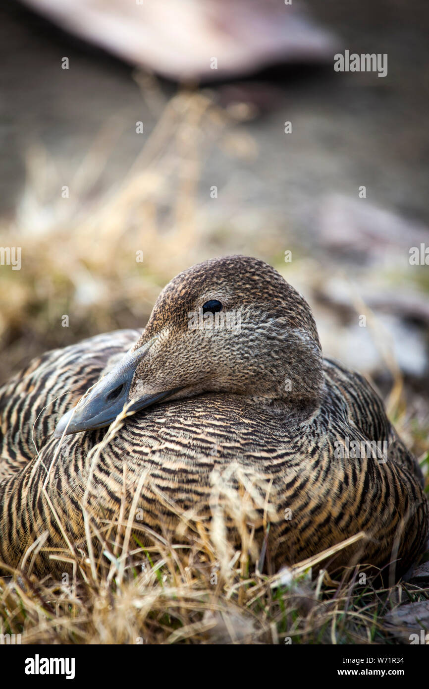 Eider Nest Stock Photos & Eider Nest Stock Images - Alamy